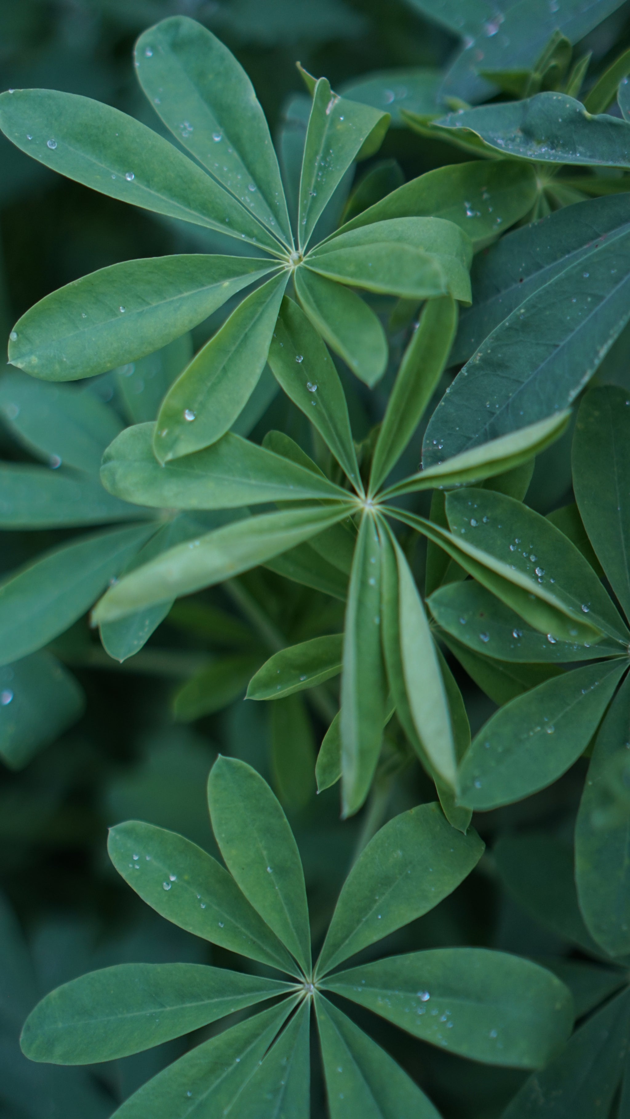 What is Chocho? Benefits, Nutrition & Origins – MIKUNA